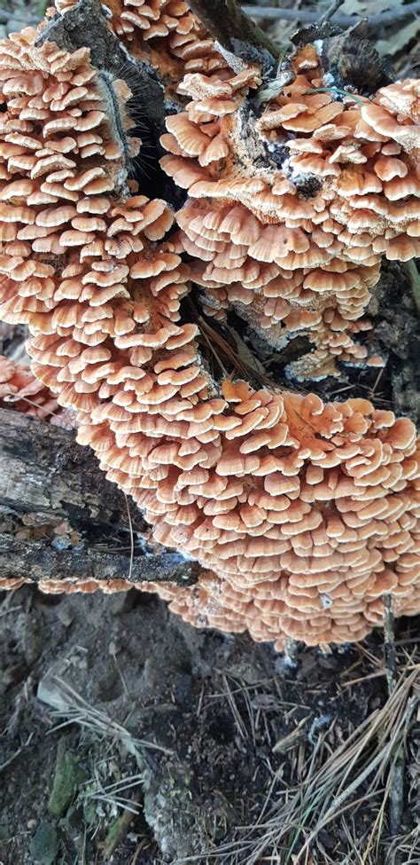 사진 버섯 이름 알려주세요~식용버섯인 지식in