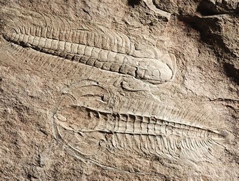 Sexual Dimorphism Wikipedia