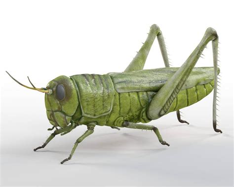 Grasshopper 3d Model By 3dstudio
