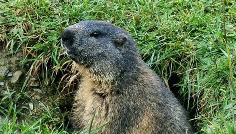 What Diseases Do Marmots Carry