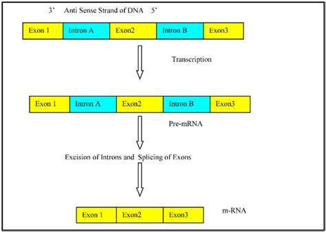 Formation Of Mrna From Anti Sense Strand Of Dna Download Scientific
