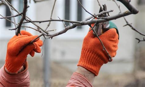 How To Cut Tree Limbs That Are Too High To Reach