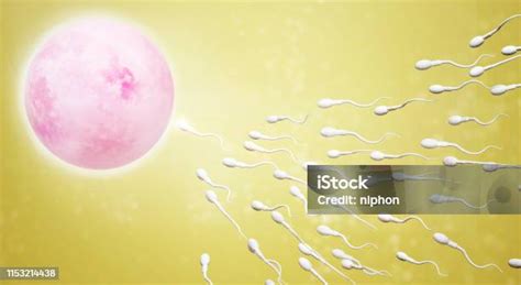 3d 렌더링 정자 및 계란 세포 과학 콘텐츠 3차원 형태에 대한 스톡 사진 및 기타 이미지 3차원 형태 개념 개념과 주제 Istock