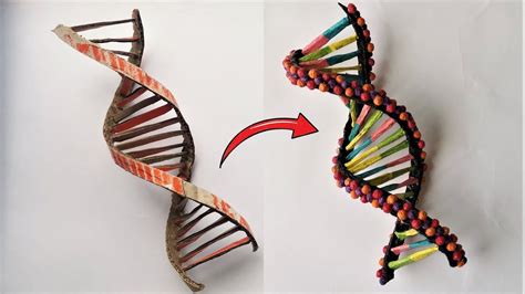 Cardboard Dna Model Project Dna Model Dna Model Project Dna Project