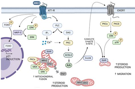 Signal Transduction Pathway