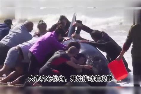 200条虎鲸搁浅引来无数志愿者前来救援这场面真的太壮观了