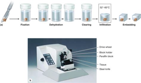 INTRODUCTION To HISTOLOGY CELL STRUCTURE And FUNCTION Flashcards