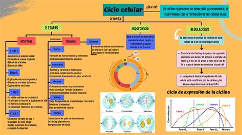 Gráfico De Puntos De Control Del Ciclo Celular