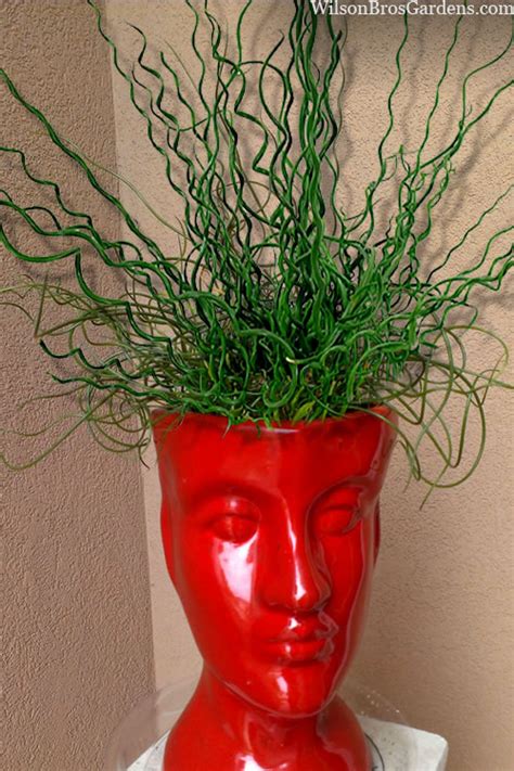 Juncus Effusus Twisted Arrows Future Plants By Randy Stewart Rushes