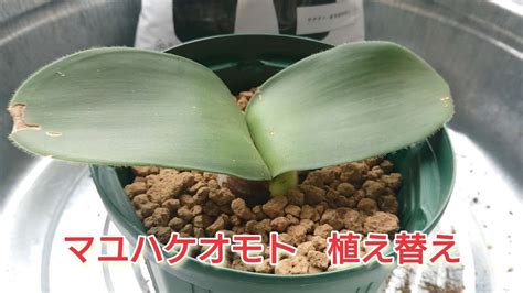 マユハケオモト 鉢がパンパンマユハケオモトの植え替え YouTube