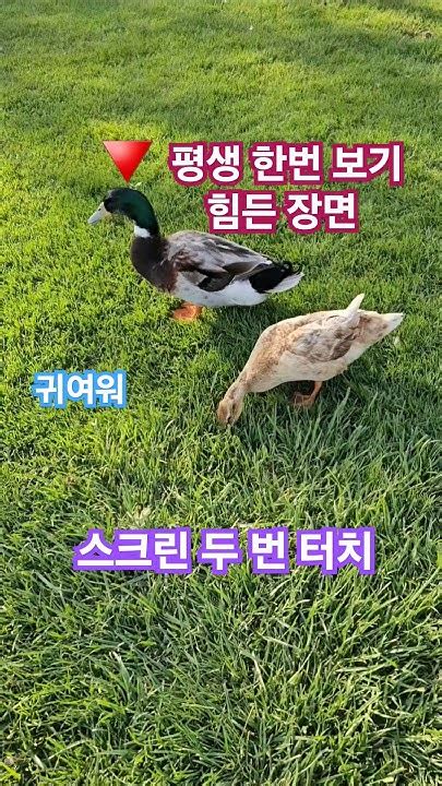 평생 한 번 보기 힘든 장면 Youtube