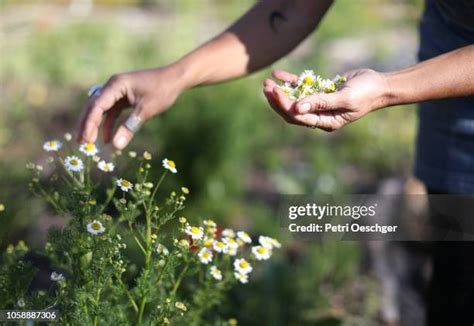 Forage Plant Photos And Premium High Res Pictures Getty Images
