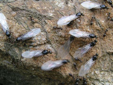 Huge Swarm Of Flying Ants Were Spotted Over Kent From Space