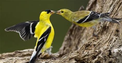 Modern Science Refutes The Evolutionary Theory Rapid Ecological Adaptation Points To Design And