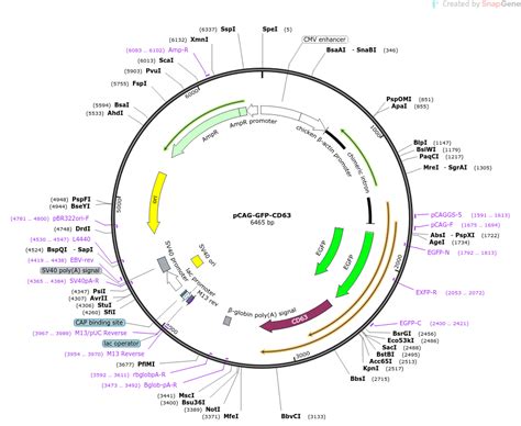 Addgene Pcag Gfp Cd63