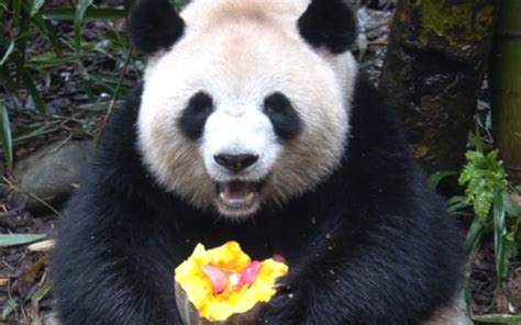 【梅兰肉肉】2022年一整年肉肉的变化，吃竹子的时候要瘦一点，熊皮大衣没什么光泽，不像吃笋笋的时候那么油光水滑。肉肉吃果果和南瓜可开心了，窝窝头一脸不好吃的表情 秦墨年 秦墨年 哔哩哔哩视频