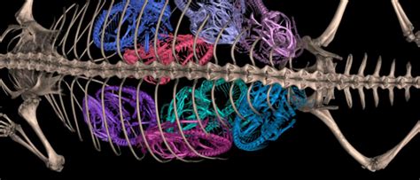D Imaging For Natural Science For Free Hackaday