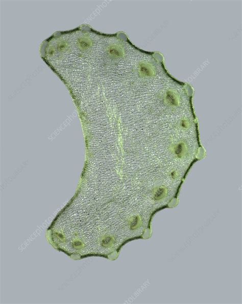 Celery Stem Under Microscope At Claude Mardis Blog