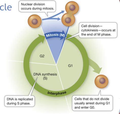 Unit 4 Biology Flashcards Quizlet