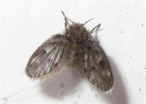 Flying Bug Identification Guide Whats That Bug A Quick Guide To