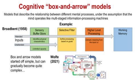 Lecture 4 Models Flashcards Quizlet