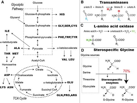 Amino Acid Metabolic Pathways And The Different Enzymatic Stages Of The Download Scientific