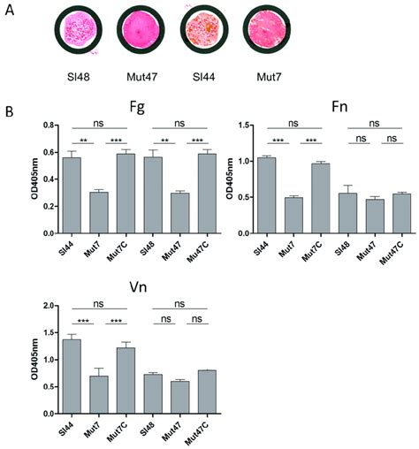 Pastorex Staph Plus Agglutination Test And Binding Of S Lugdunensis Download Scientific