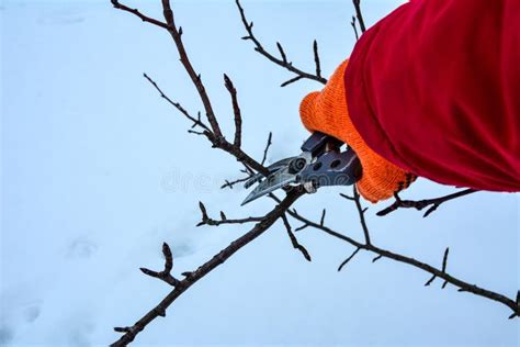 Pruning Trees By Pruning Shears Stock Image Image Of Agriculture