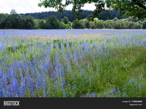 Beautiful Meadows Image And Photo Free Trial Bigstock