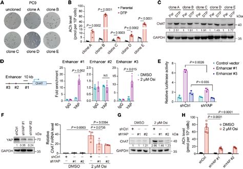Chat Expression Is Activated Transcriptionally Through Yap Mediation