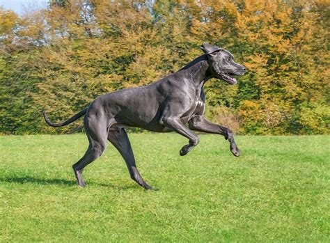 American Blue Great Dane Great Danes Of New Jersey