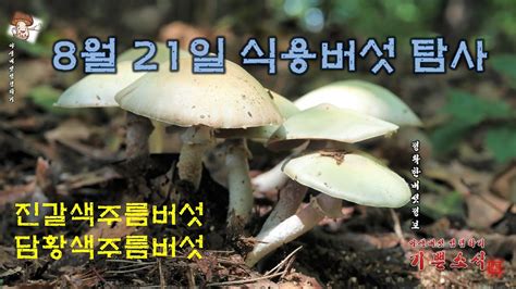 뒷동산 식용버섯 탐사 진갈색주름버섯담황색주름버섯노란대망그물버섯꾀꼬리버섯풍선끈적버섯황색줄광대버섯 밤색갓버섯 일본연지그물버섯 Youtube