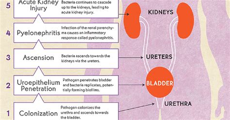 How Long To Wait For Sex After A Yeast Infection