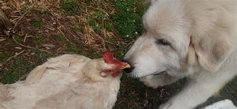Come With Me My Chickens Chickens