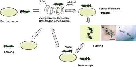 Monopolization Of Host Cocoons By T Apanteloctena Females Commence