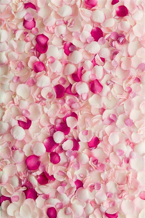 Rose Petals Wallpapers Wallpaper Cave