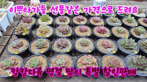 캉캉다육 설맞이 선물같은 가격에 준비한 창다육 국민다육 최대 80 할인판매 분채배송 됩니다 묵둥이 창 국민이 다육이 수제화분 캉캉다육 달콤한총각다육 Youtube