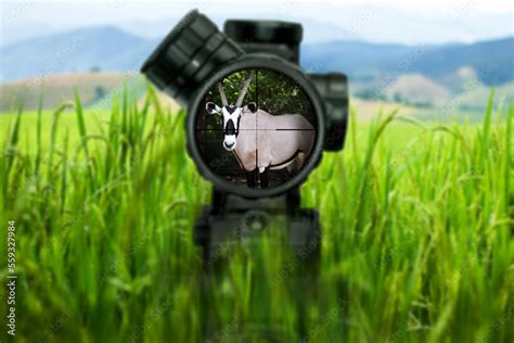 Bolt Action Sniper Rifle Hunting Aiming On Deer Hunting Image Of A Rifle Scope Sight Used For