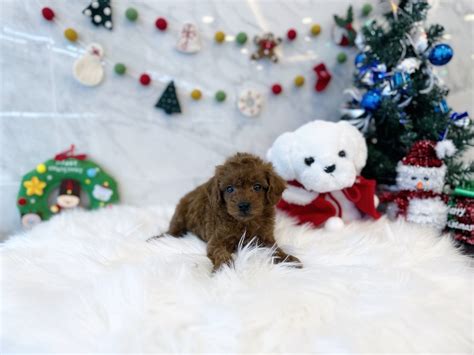 푸들 체리 말티즈크기 말티푸크기 푸들크기 먼치킨크기 랙돌크기 브리티쉬숏헤어크기 스코티쉬폴드크기 러시안블루크기 강아지크기 고양이크기 유기견임시보호 유기묘임시보호 강아지임시보호
