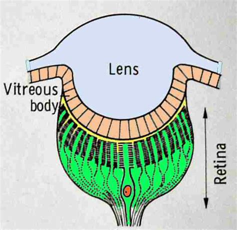 The Spider Sensory Organs And Legs