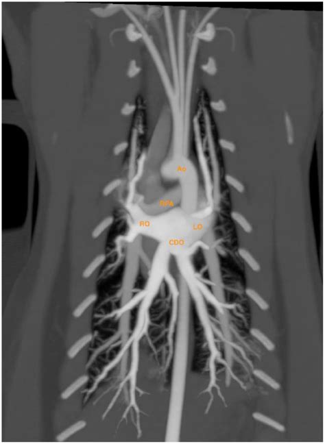 64 Multidetector Ct Anatomical Assessment Of The Feline Bronchial And