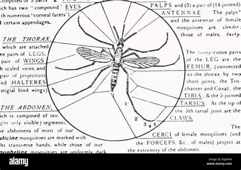 Mosquito Diagram Body Parts