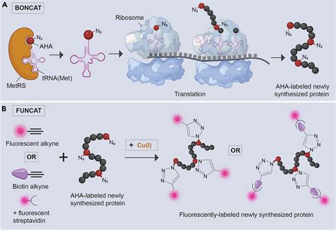 Cell Press Star Protocols