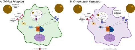 Figure 1 From Innate Pulmonary Phagocytes And Their Interactions With Pathogenic Cryptococcus