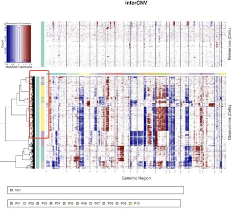 Infercnv：scrna Seq数据推断染色体拷贝数变化