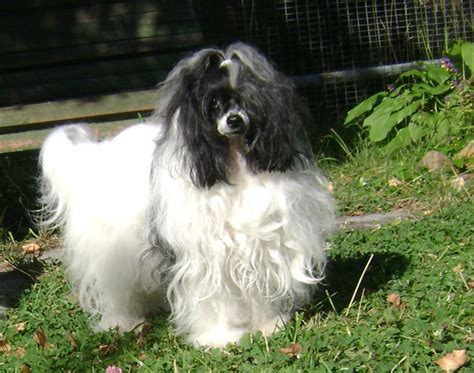 Китайская хохлатая Китайская хохлатая собака Питомник китайской хохлатой