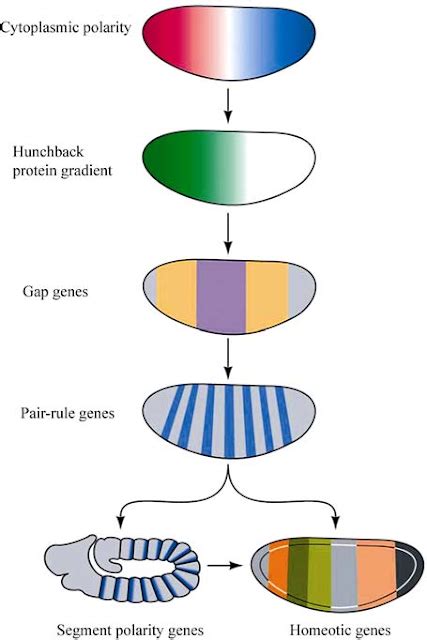 Development Of Drosophila