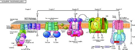 Representative Metabolic Pathway Maps Of DEPs Involved In The OxPhos