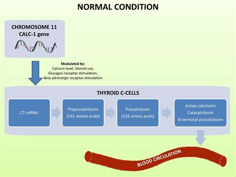 Procalcitonin Production In Normal Condition Download Scientific Diagram