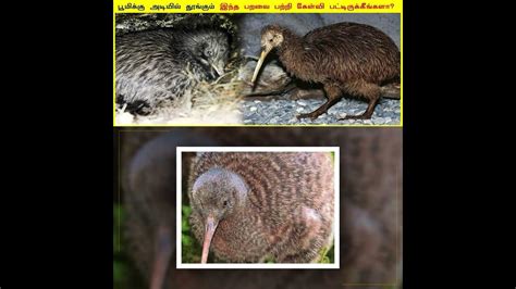 பூமிக்கு அடியில் தூங்கும் இந்த பறவை பற்றி கேள்வி பட்டிருக்கீங்களா Shorts Tamil Fun And Facts